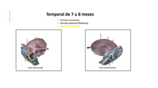 ANATOMIA DEL HUESO MASTOIDEO.pptx