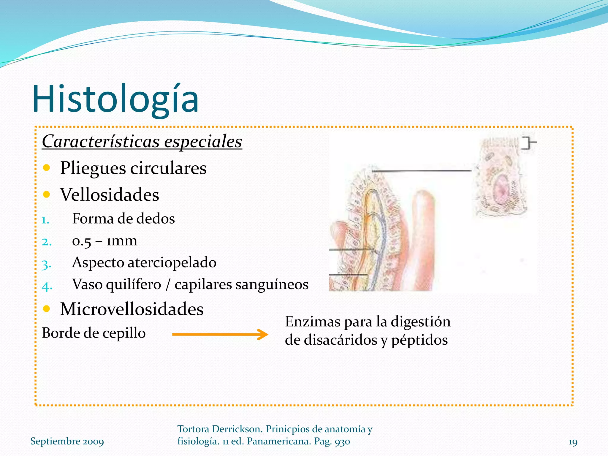 Anatomia del intestino grueso y delgado | PPTX