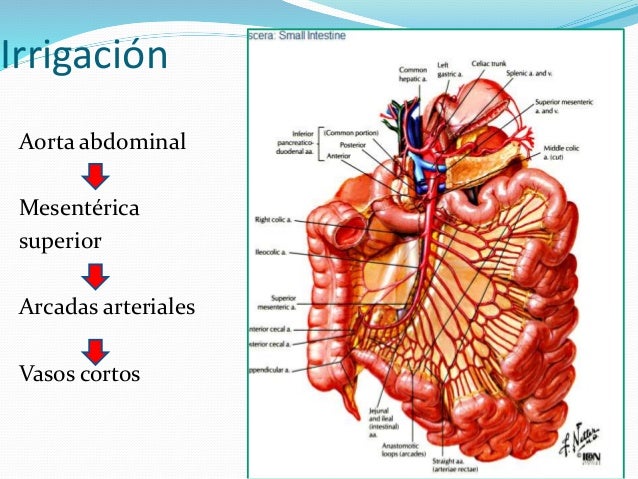Anatomia del intestino grueso y delgado
