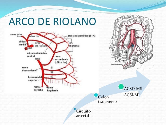 Anatomia del intestino grueso y delgado