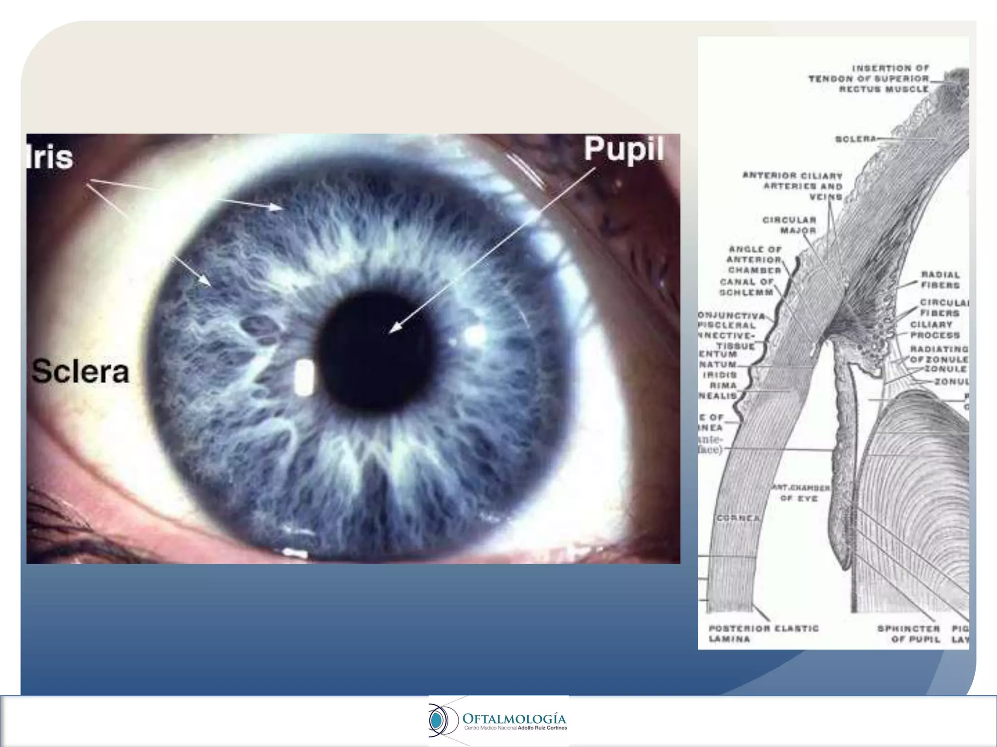 Anatomia del iris, cuerpo ciliar y pars plana y plicata | PPTX