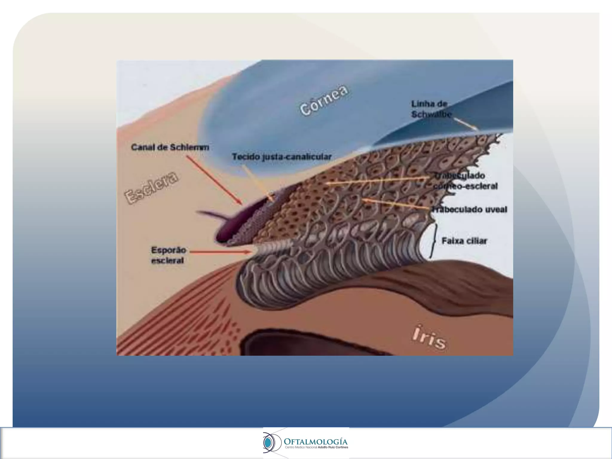 Anatomia del iris, cuerpo ciliar y pars plana y plicata | PPTX