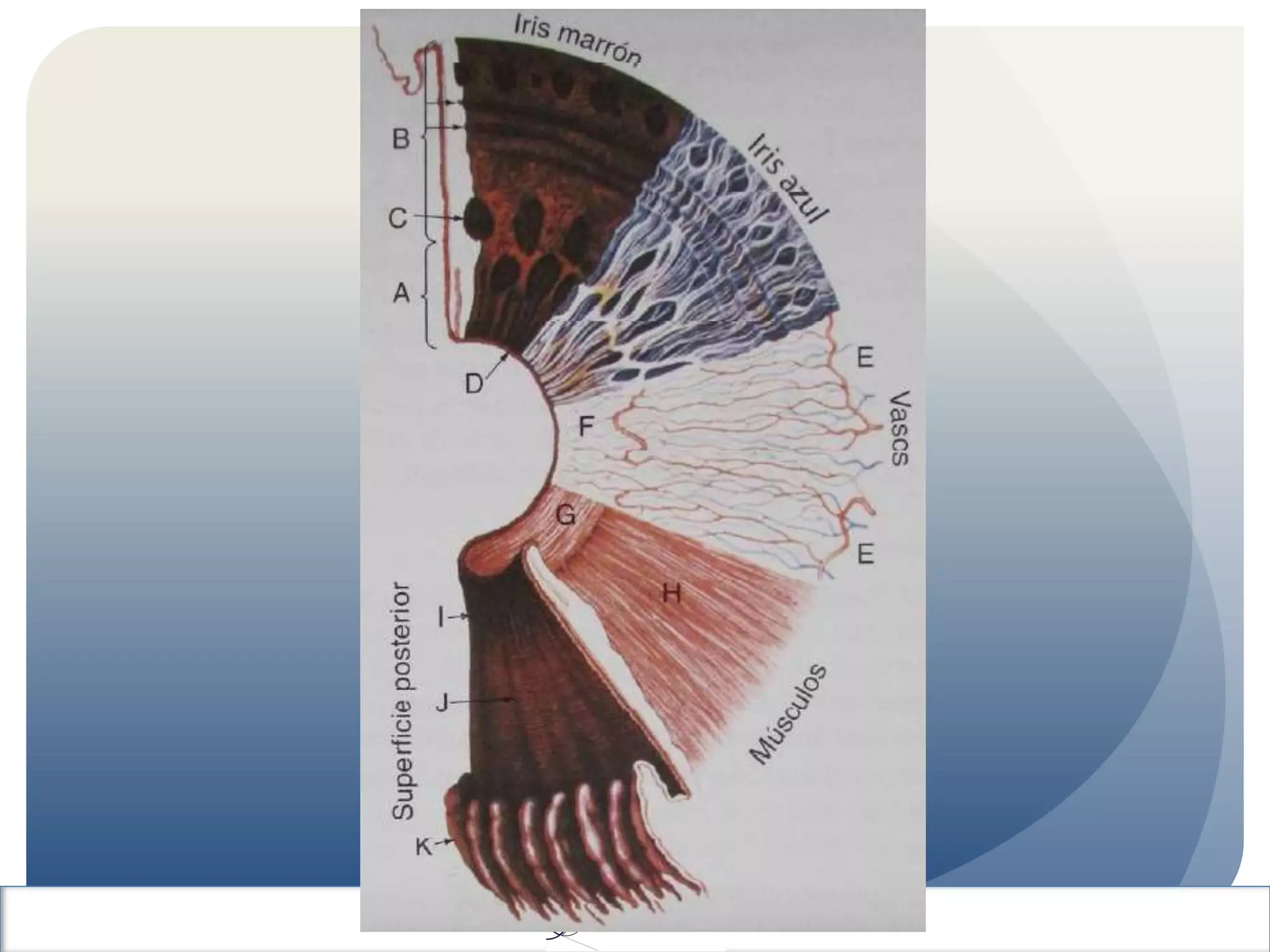Anatomia del iris, cuerpo ciliar y pars plana y plicata | PPTX