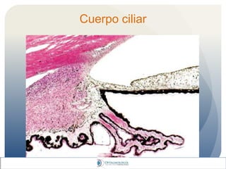 Anatomia del iris, cuerpo ciliar y pars plana y plicata | PPTX