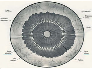 Anatomia del iris, cuerpo ciliar y pars plana y plicata | PPTX