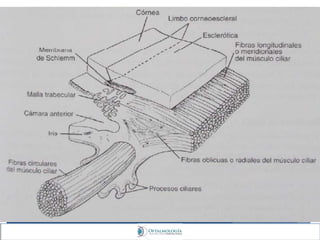 Anatomia del iris, cuerpo ciliar y pars plana y plicata | PPTX