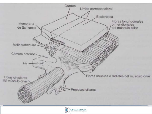 Anatomia del iris, cuerpo ciliar y pars plana y plicata | PPTX