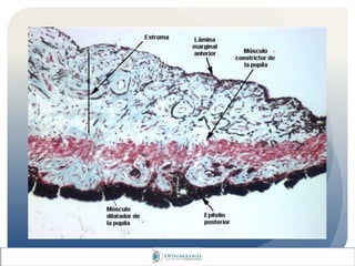 Anatomia del iris, cuerpo ciliar y pars plana y plicata | PPTX