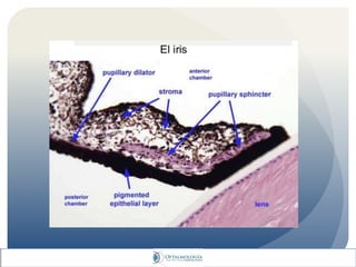 Anatomia del iris, cuerpo ciliar y pars plana y plicata | PPTX