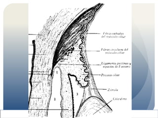 Anatomia del iris, cuerpo ciliar y pars plana y plicata