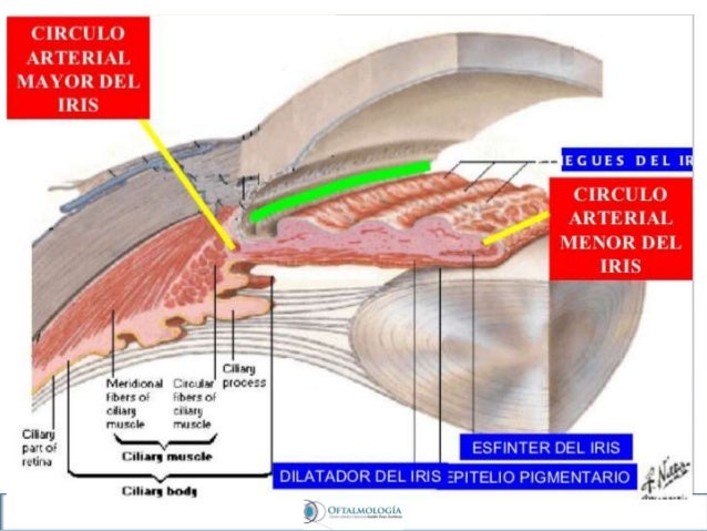 Anatomia del iris, cuerpo ciliar y pars plana y plicata