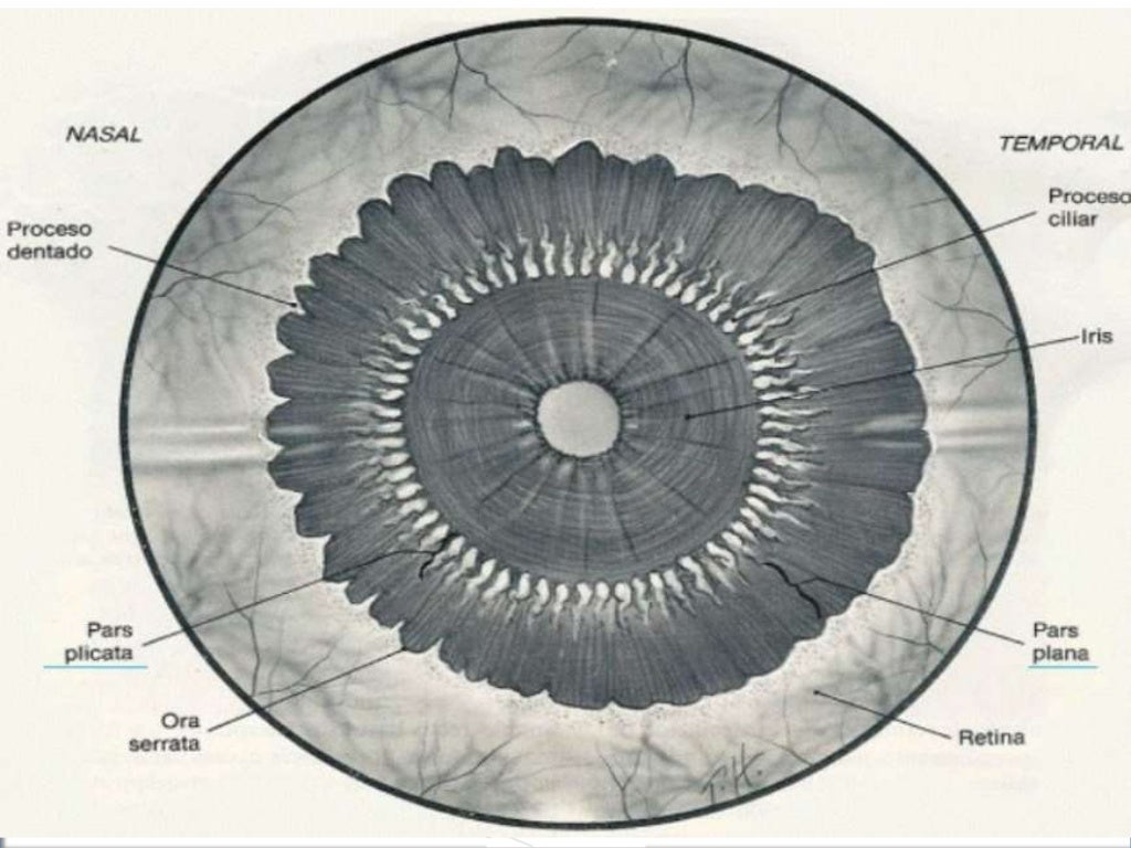 Anatomia del iris, cuerpo ciliar y pars plana y plicata