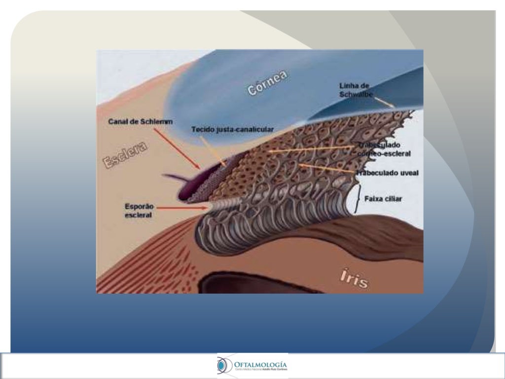 Anatomia del iris, cuerpo ciliar y pars plana y plicata