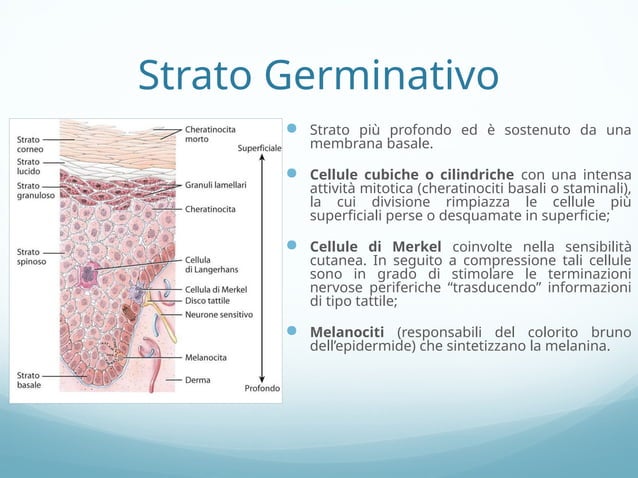 Anatomia della cute e degli annessi cutanei.pptx | Skin and Dermatology ...
