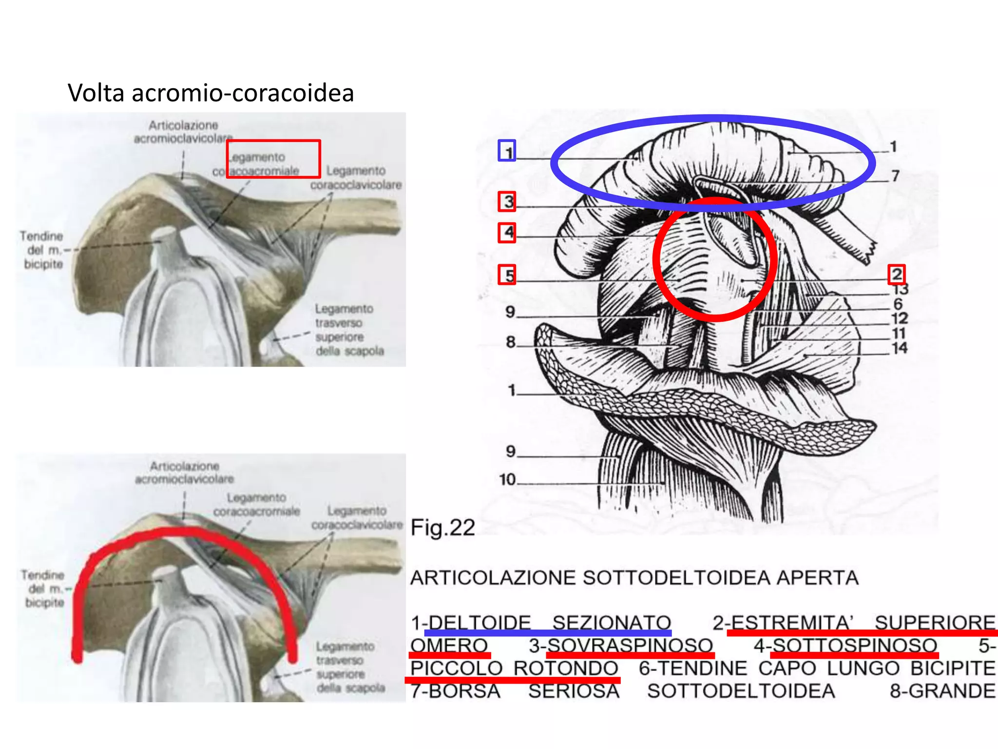 Anatomia e cenni di biomeccanica della spalla | PPTX