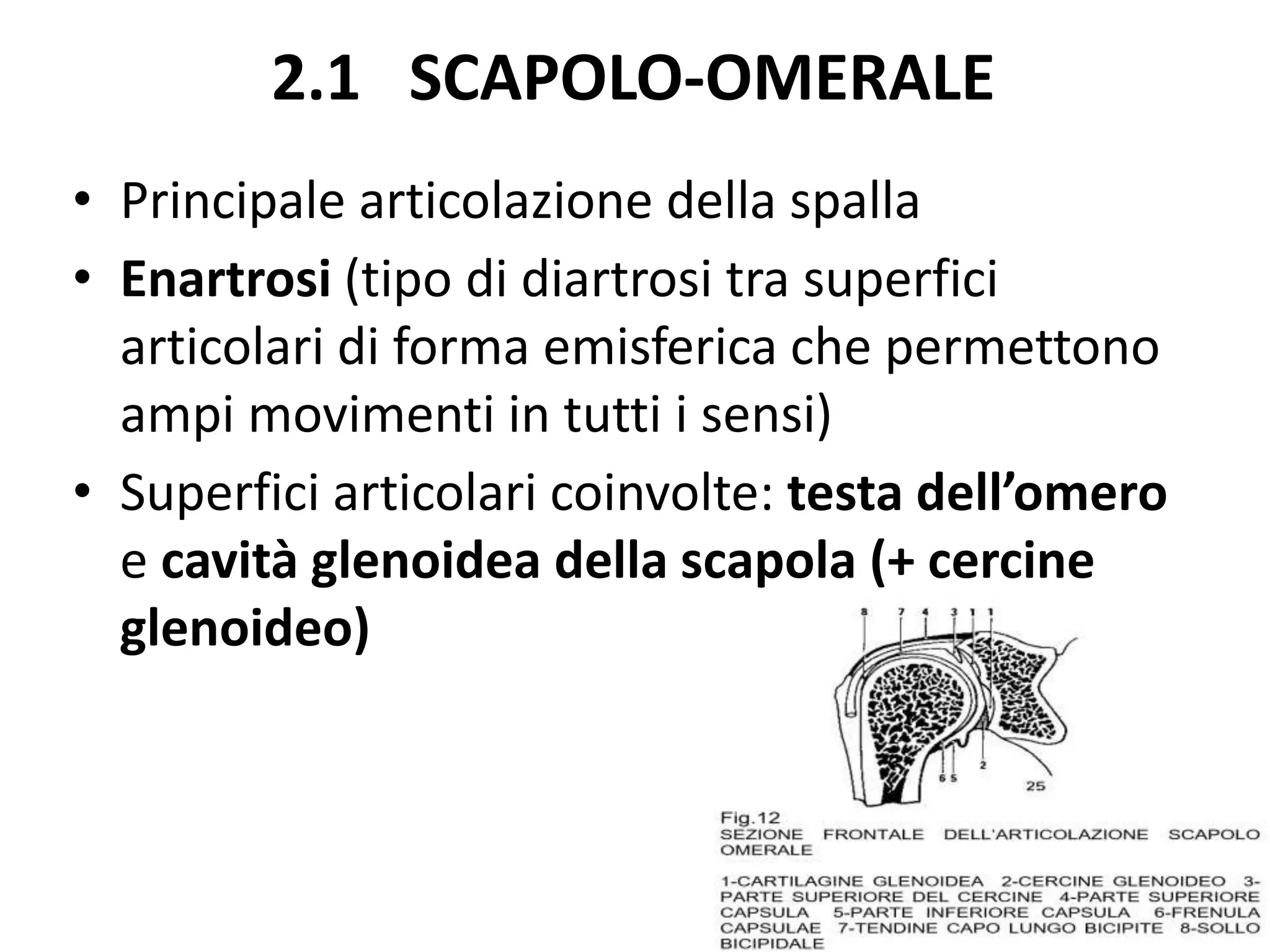 Anatomia e cenni di biomeccanica della spalla | PPTX