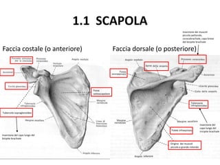 Anatomia e cenni di biomeccanica della spalla | PPTX