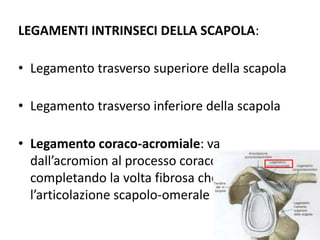 Anatomia e cenni di biomeccanica della spalla | PPT