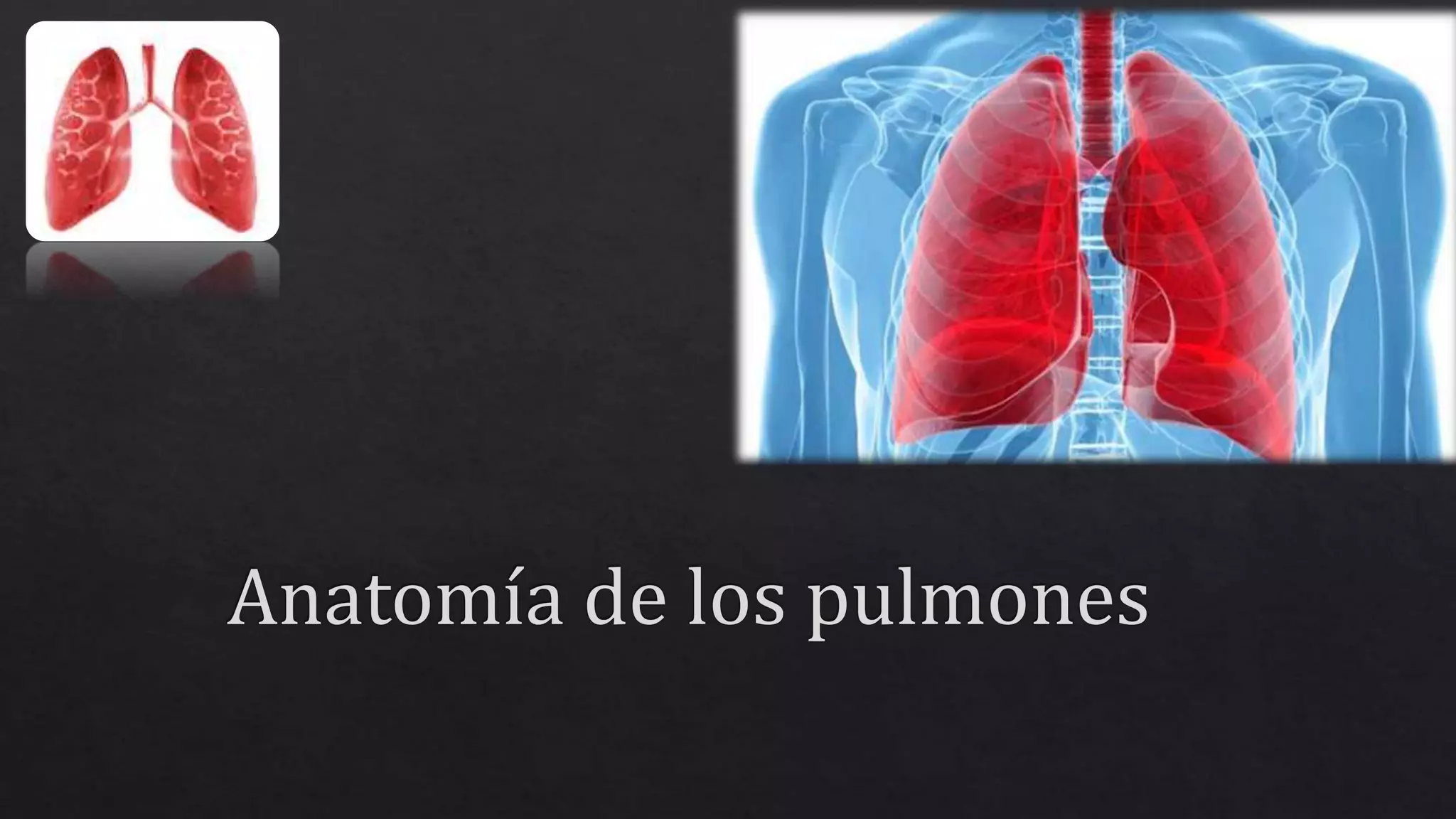 Anatomia del los pulmones | PPTX | Lung and Respiratory Health ...