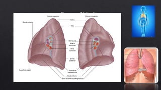 Anatomia del los pulmones | PPTX