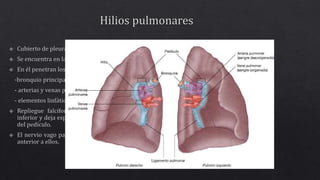 Anatomia del los pulmones | PPTX