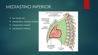ANATOMIA DEL MEDIASTINO Y GRANDES VASOS.pptx