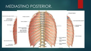 ANATOMIA DEL MEDIASTINO Y GRANDES VASOS.pptx