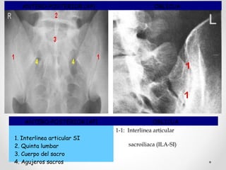 Anatomia del miembro inferior 2 | PPS