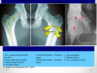Anatomia del miembro inferior 2 | PPS
