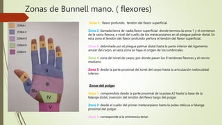 ANATOMIA DEL MIEMBRO SUPERIOR.pptx