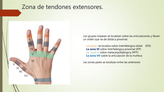 ANATOMIA DEL MIEMBRO SUPERIOR.pptx