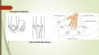 ANATOMIA DEL MIEMBRO SUPERIOR.pptx
