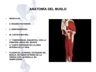 Anatomia del muslo | PPT