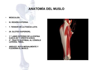 Anatomia del muslo | PPT