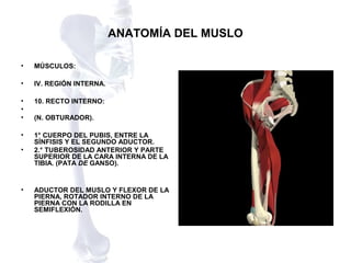 Anatomia del muslo | PPT