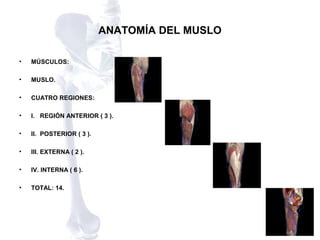 Anatomia del muslo | PPT
