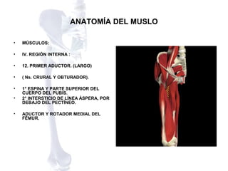 Anatomia del muslo | PPT