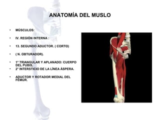 Anatomia del muslo | PPT