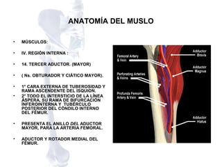 Anatomia del muslo | PPT