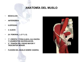 Anatomia del muslo | PPT