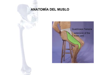 Anatomia del muslo | PPT