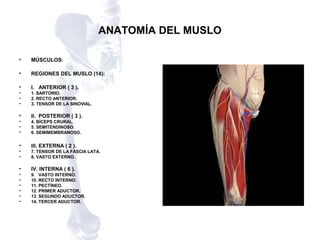 Anatomia del muslo | PPT