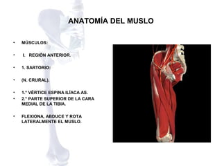Anatomia del muslo | PPT