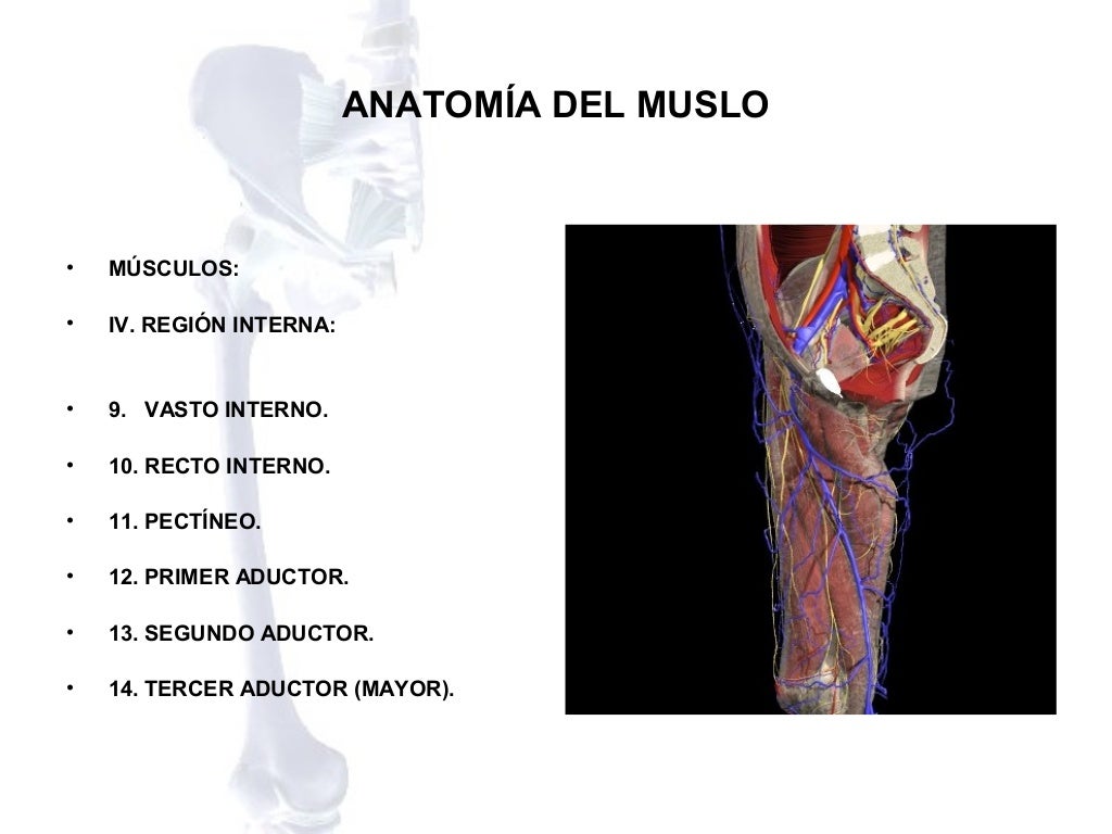 Anatomia del muslo