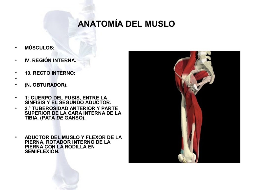 Anatomia del muslo