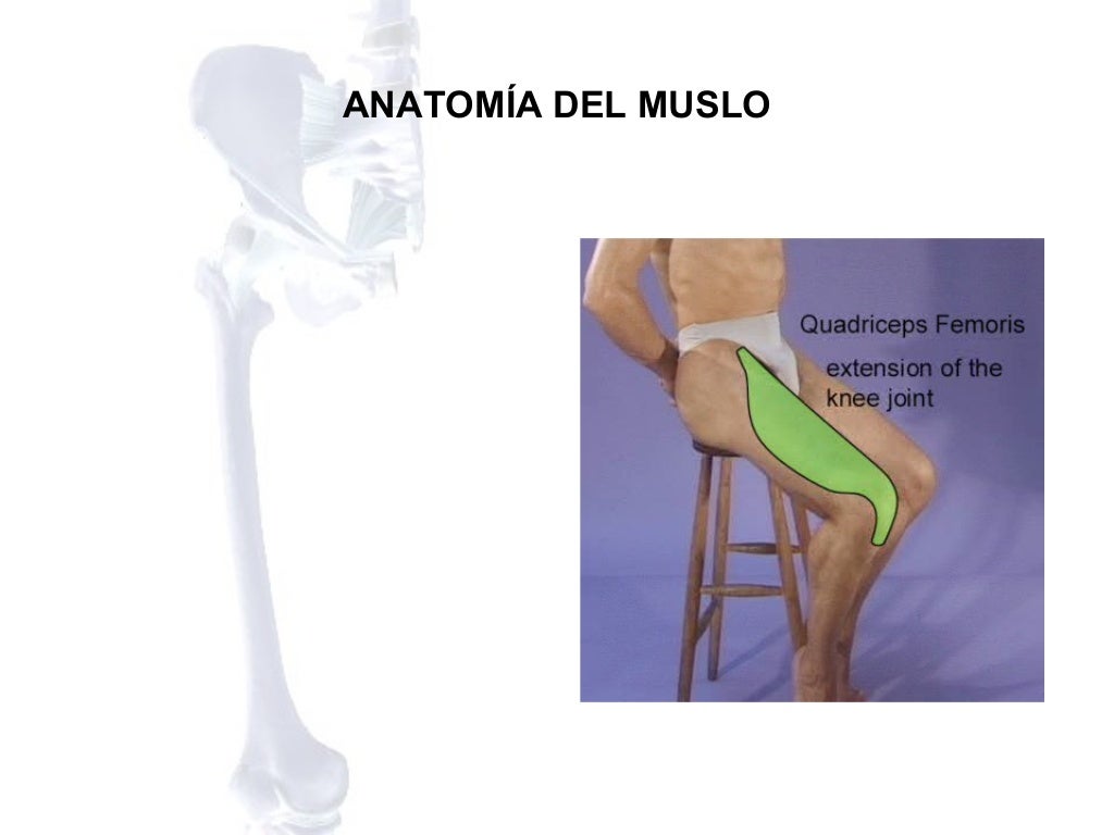Anatomia del muslo