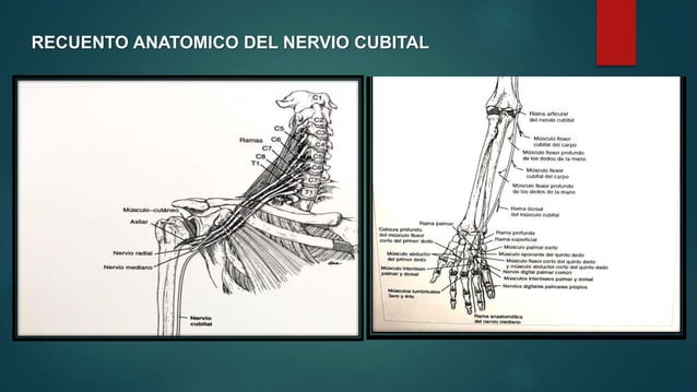 anatomia del nervio cubital.pptx