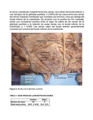 NERVIO MARGINAL MANDIBULAR Y SU RELACIÓN CON EL BORDE INFERIOR DE LA ...