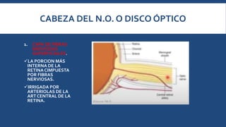 ANATOMIA DEL NERVIO OPTICO-OFTALMOLOGIA CLINICA | PPTX
