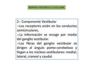 Anatomia del oído | PPTX